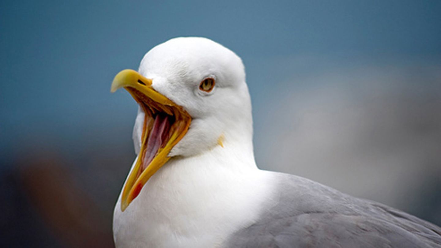 Nr. 90: Möwe auf Helgoland - [GEO]