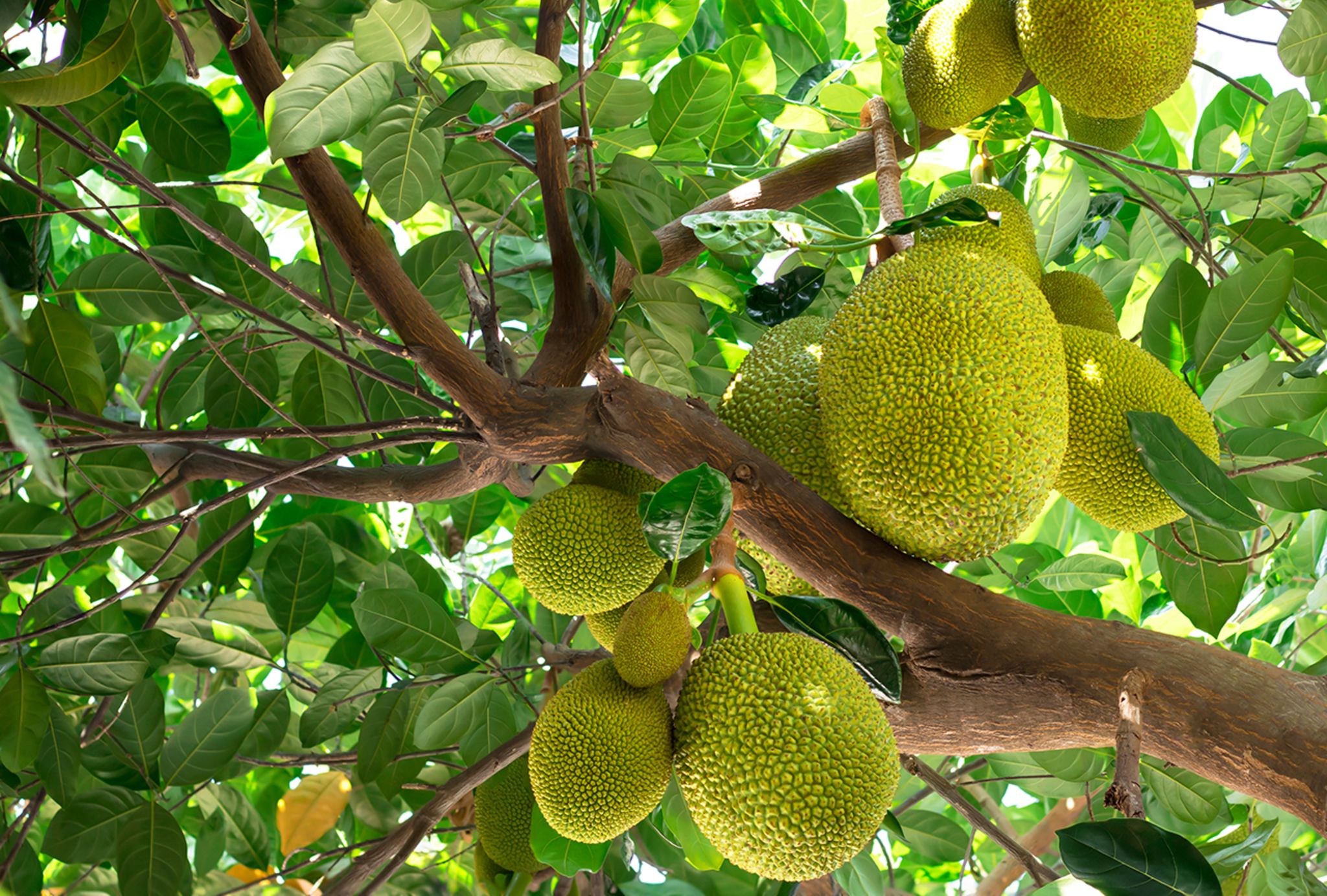 Jack Fruit Tree In Kerala Jackfruit Tree Kerala Stock Photo 1035138247