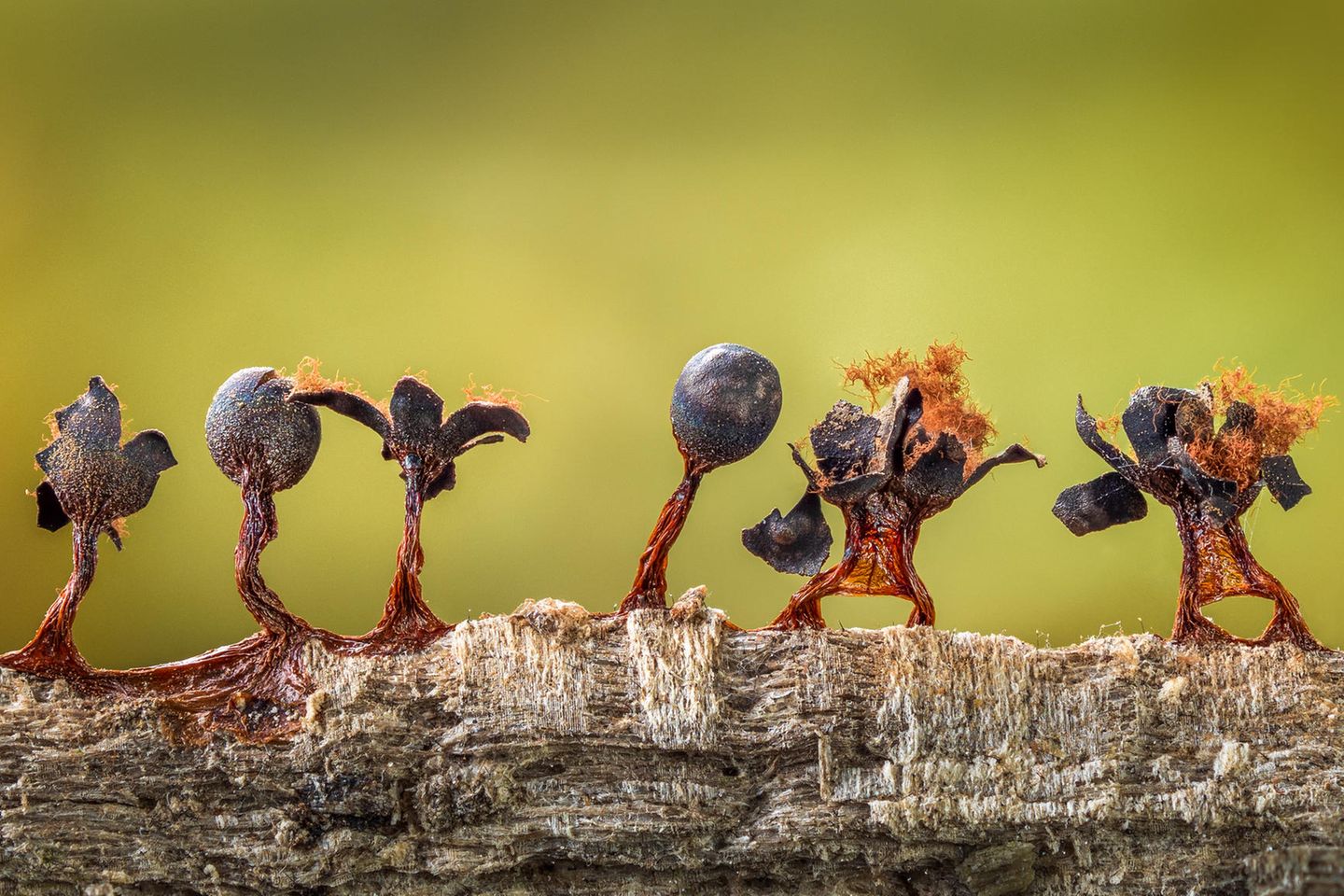 Close-up Photographer of the Year: Die Gewinner - [GEO]