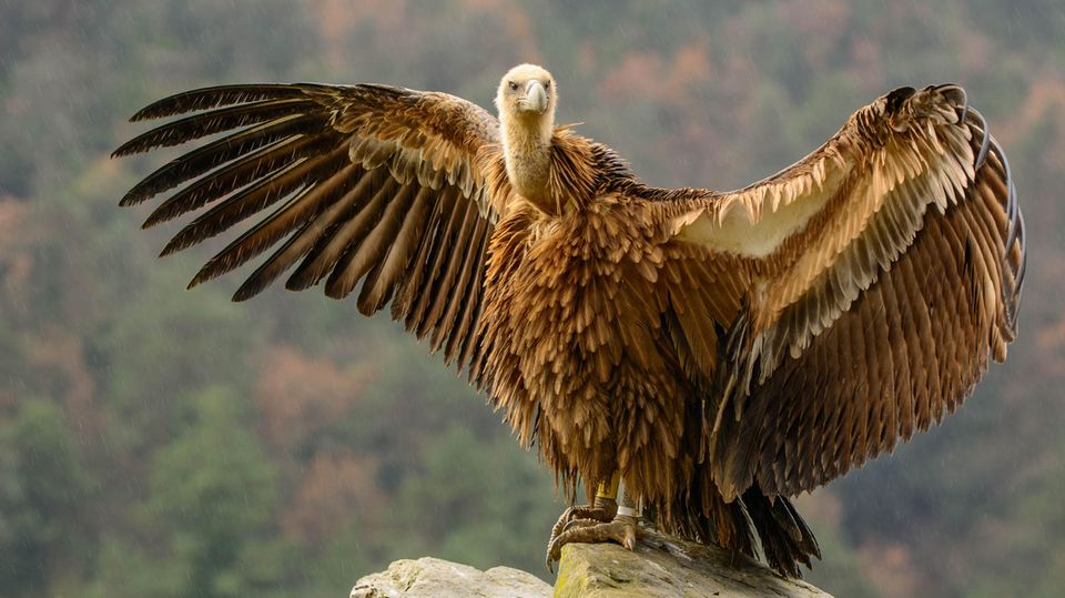 Geier: Beweis für ersten toten Geier durch Diclofenac in Europa - [GEO]