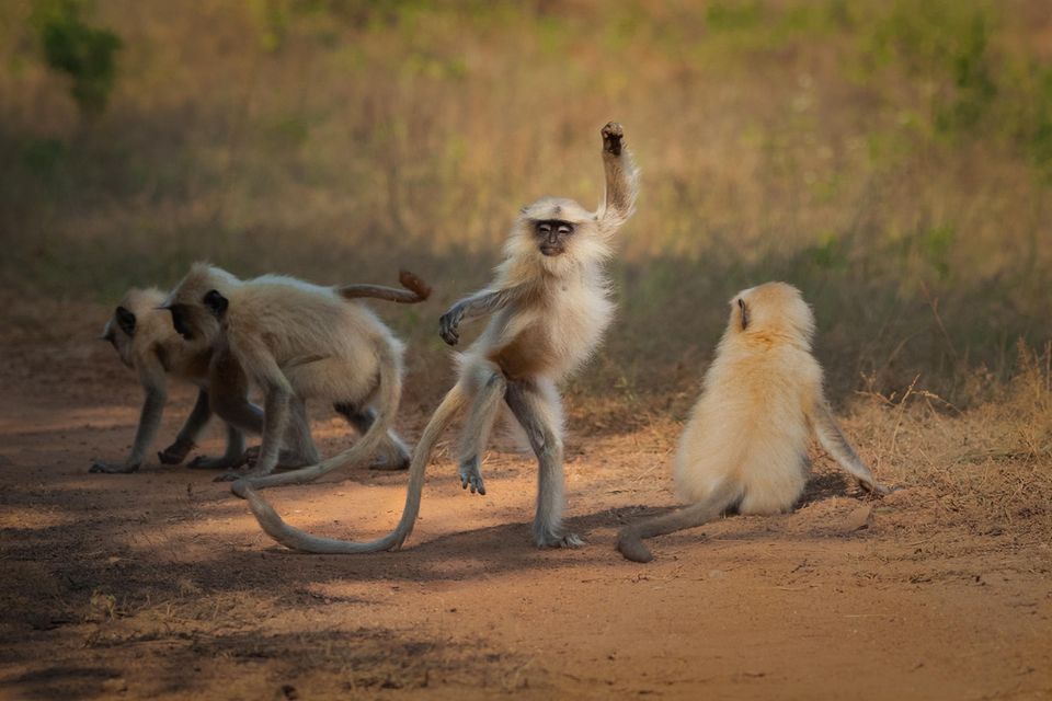 Comedy Wildlife: die lustigsten Tierfotos 2021 - [GEO]