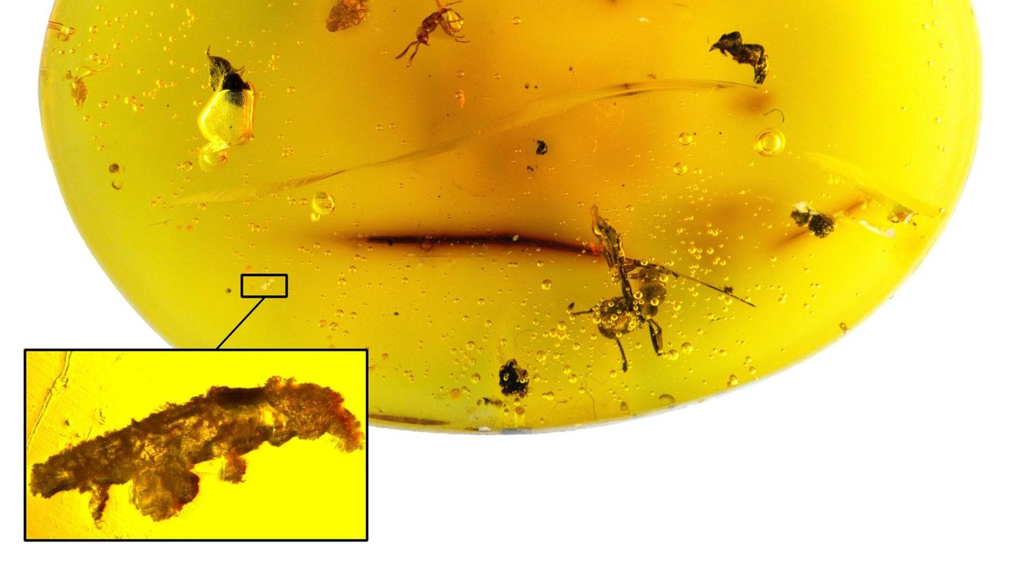 Bärtierchen im Bernstein entdeckt: Sensation! - [GEO]