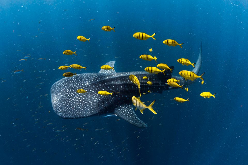 Ocean Photography Awards 2021: Die Gewinner - [GEO]