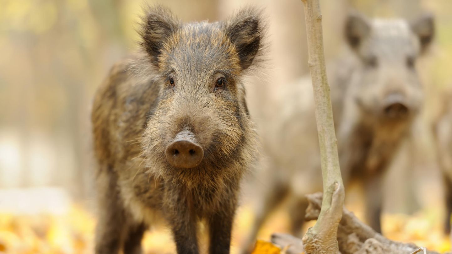 Wildschweine