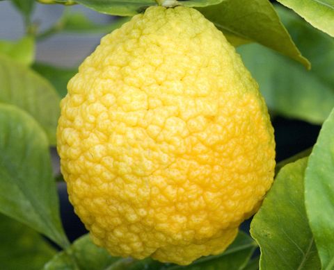 Orangeat und Zitronat selber machen: So geht's! - [GEO]