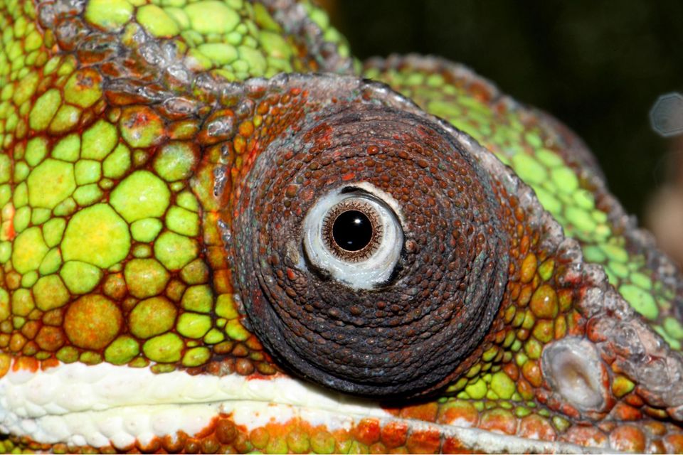 Augenevolution: Wie Tiere die Welt sehen - [GEO]