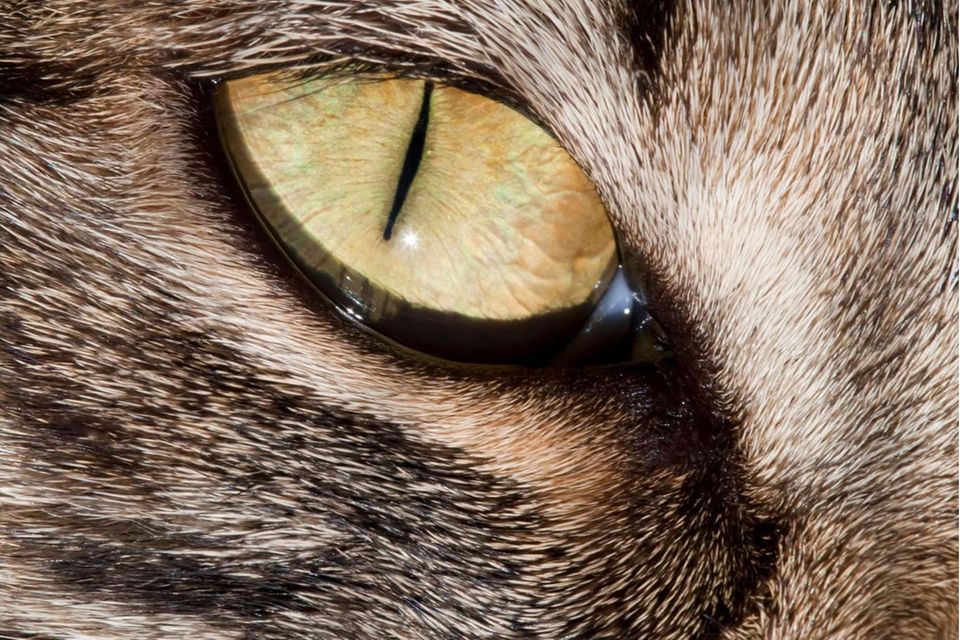 Augenevolution: Wie Tiere die Welt sehen - [GEO]