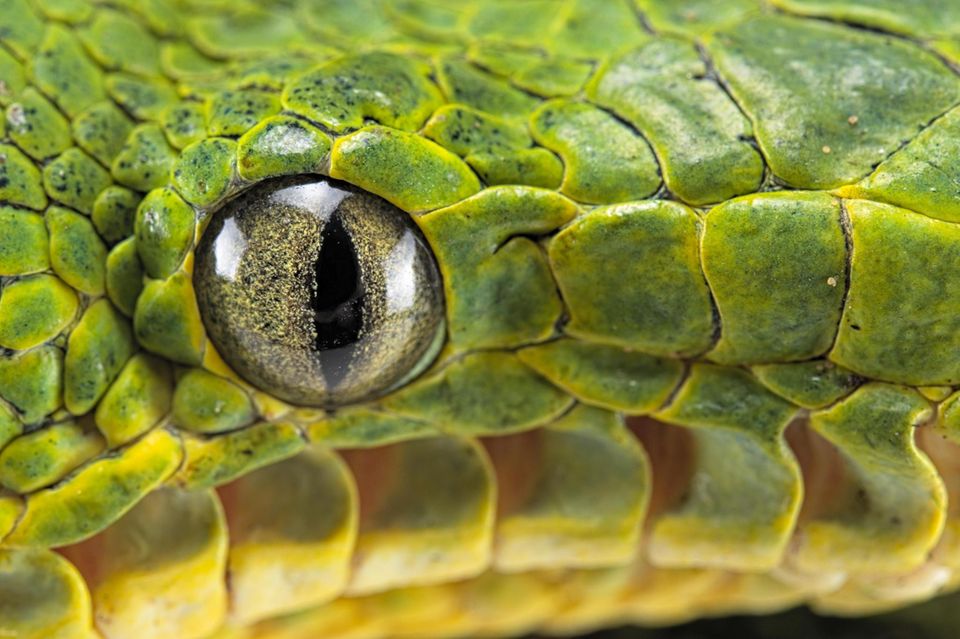 Augenevolution: Wie Tiere die Welt sehen - [GEO]
