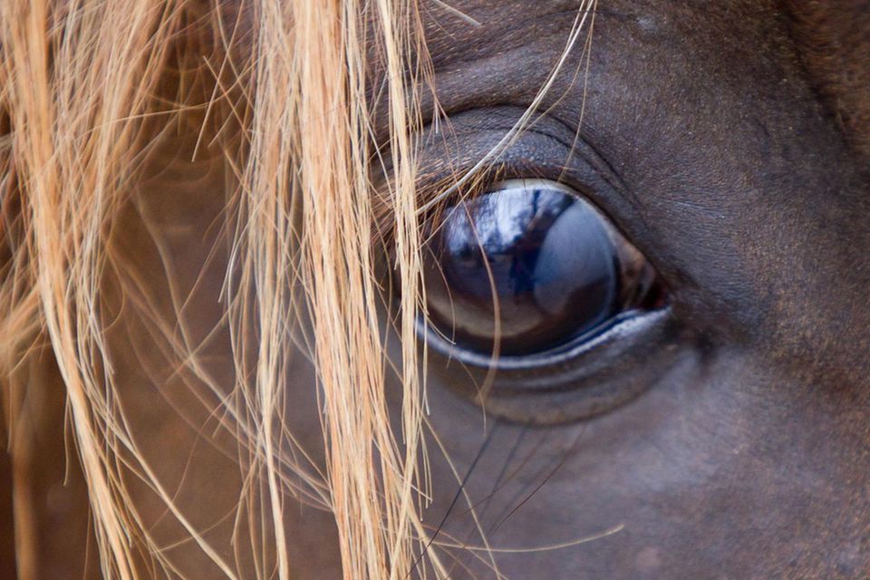 Augenevolution: Wie Tiere die Welt sehen - [GEO]