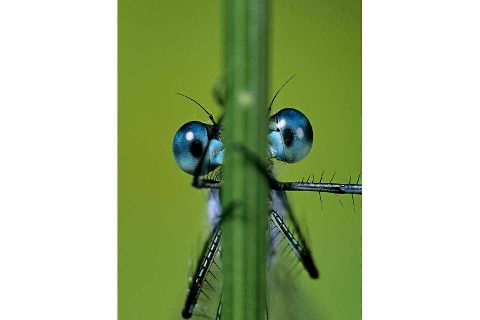 Augenevolution: Wie Tiere die Welt sehen - [GEO]