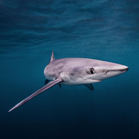 Viele Walhaie tragen Narben durch Fischerei und Tourismus - [GEO]