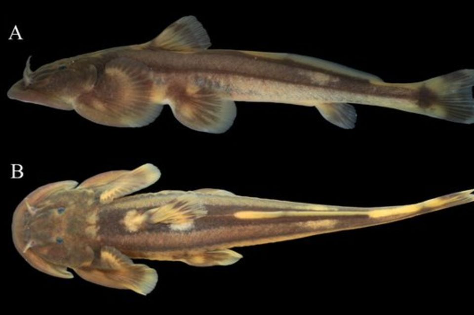 Mann entdeckt neue Tierart in 20 Jahre altem Reiseheft - [GEO]