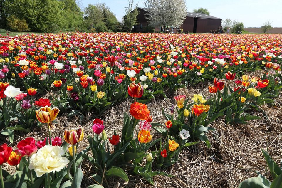 Die 16 schönsten Blumenfelder in Deutschland - [GEO]