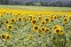 Die 16 schönsten Blumenfelder in Deutschland - [GEO]