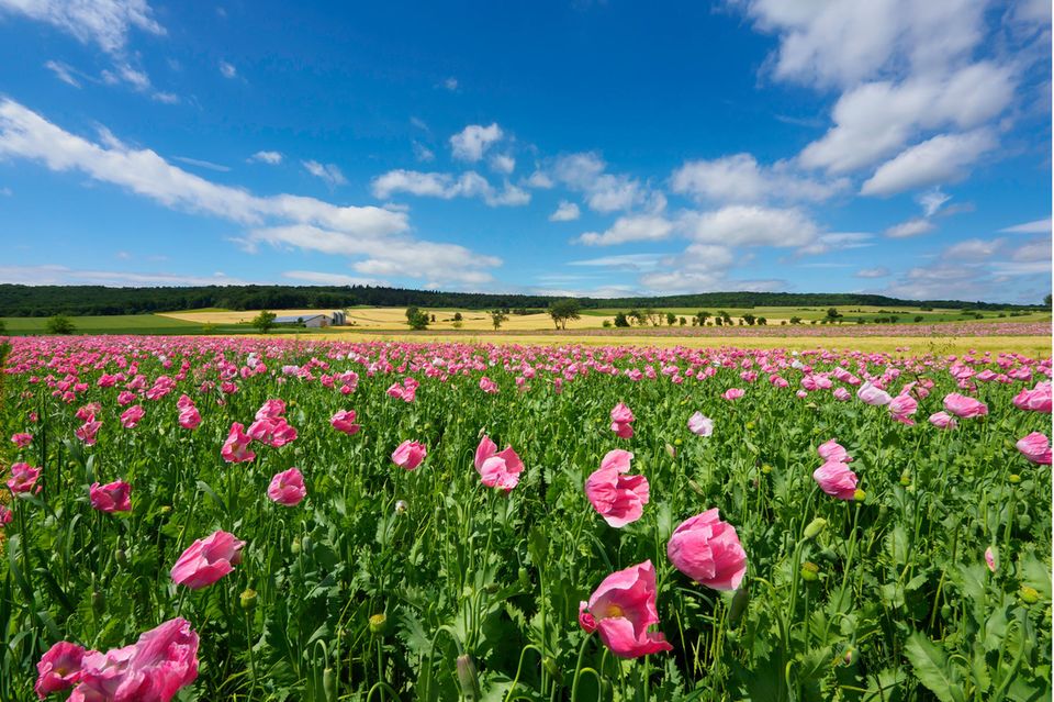 Die 16 schönsten Blumenfelder in Deutschland - [GEO]