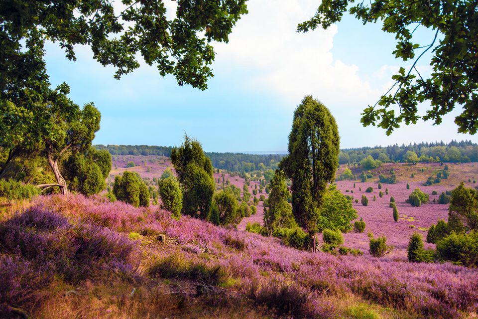 Die 16 schönsten Blumenfelder in Deutschland - [GEO]