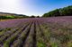 Die 16 schönsten Blumenfelder in Deutschland - [GEO]