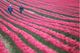 Die 16 schönsten Blumenfelder in Deutschland - [GEO]