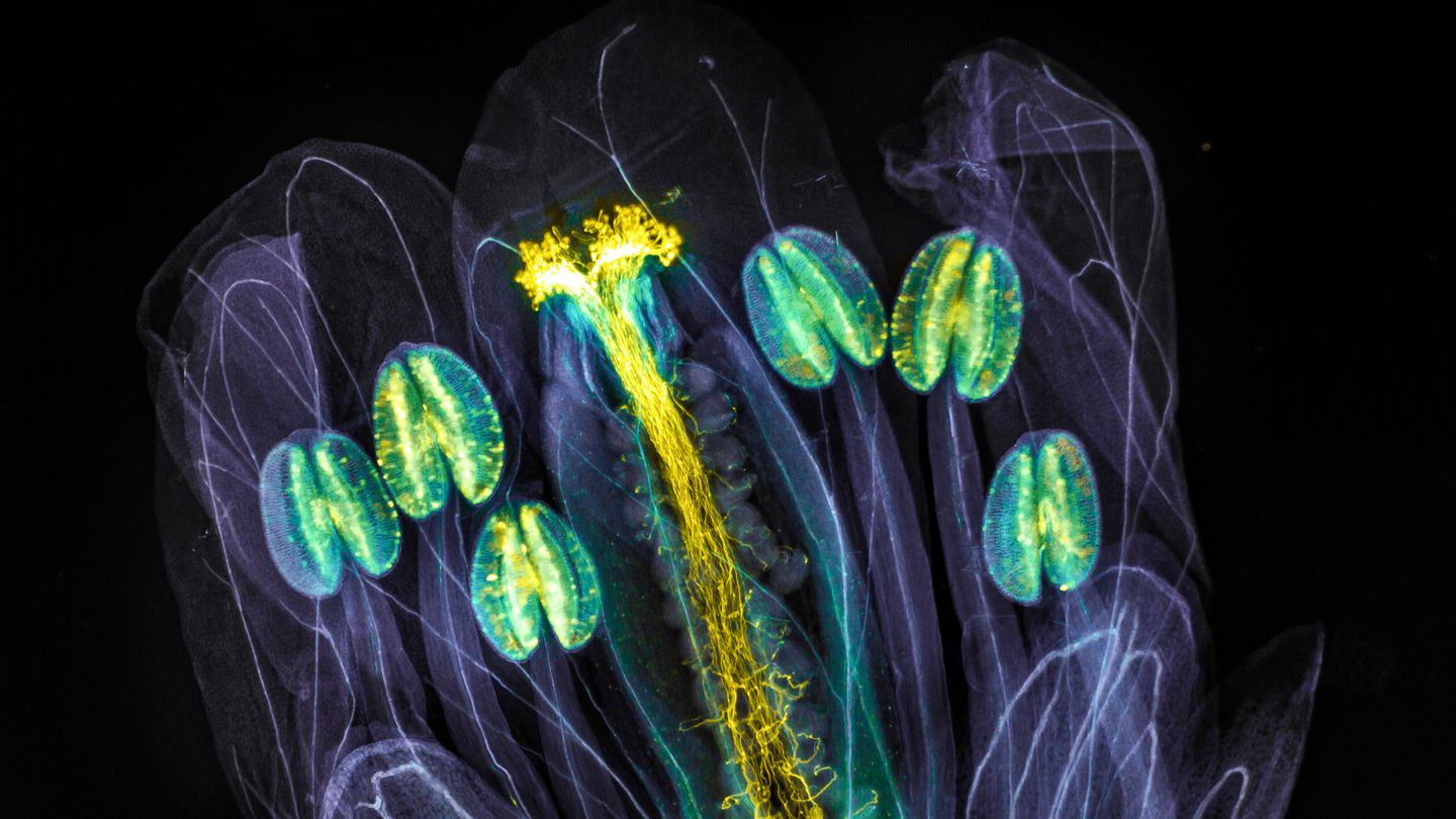 Olympus Image of the Year Awards 2021: Mikrofotografie als Kunst - [GEO]