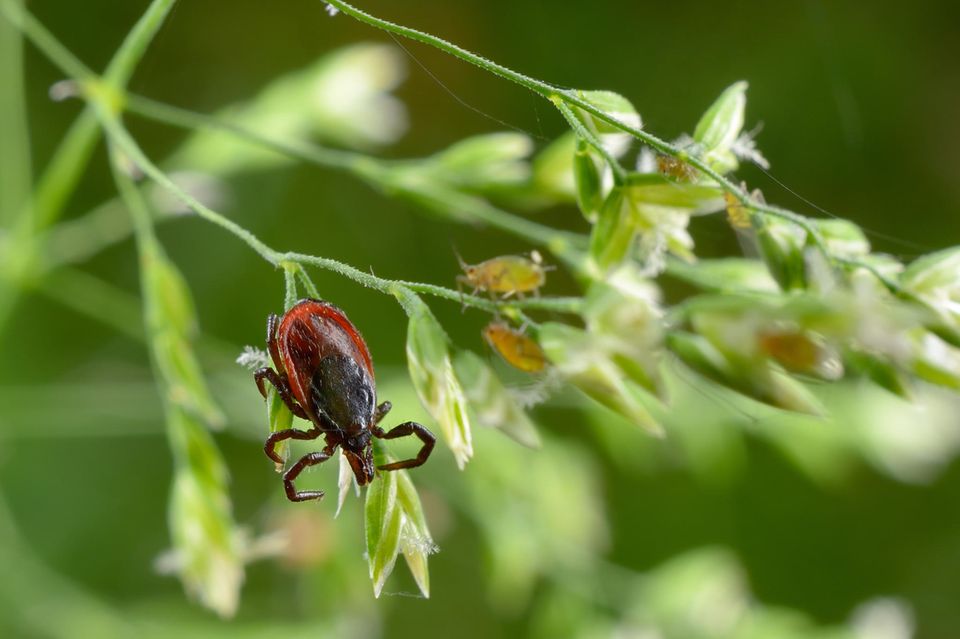 Welchen Nutzen haben Zecken? - [GEO]