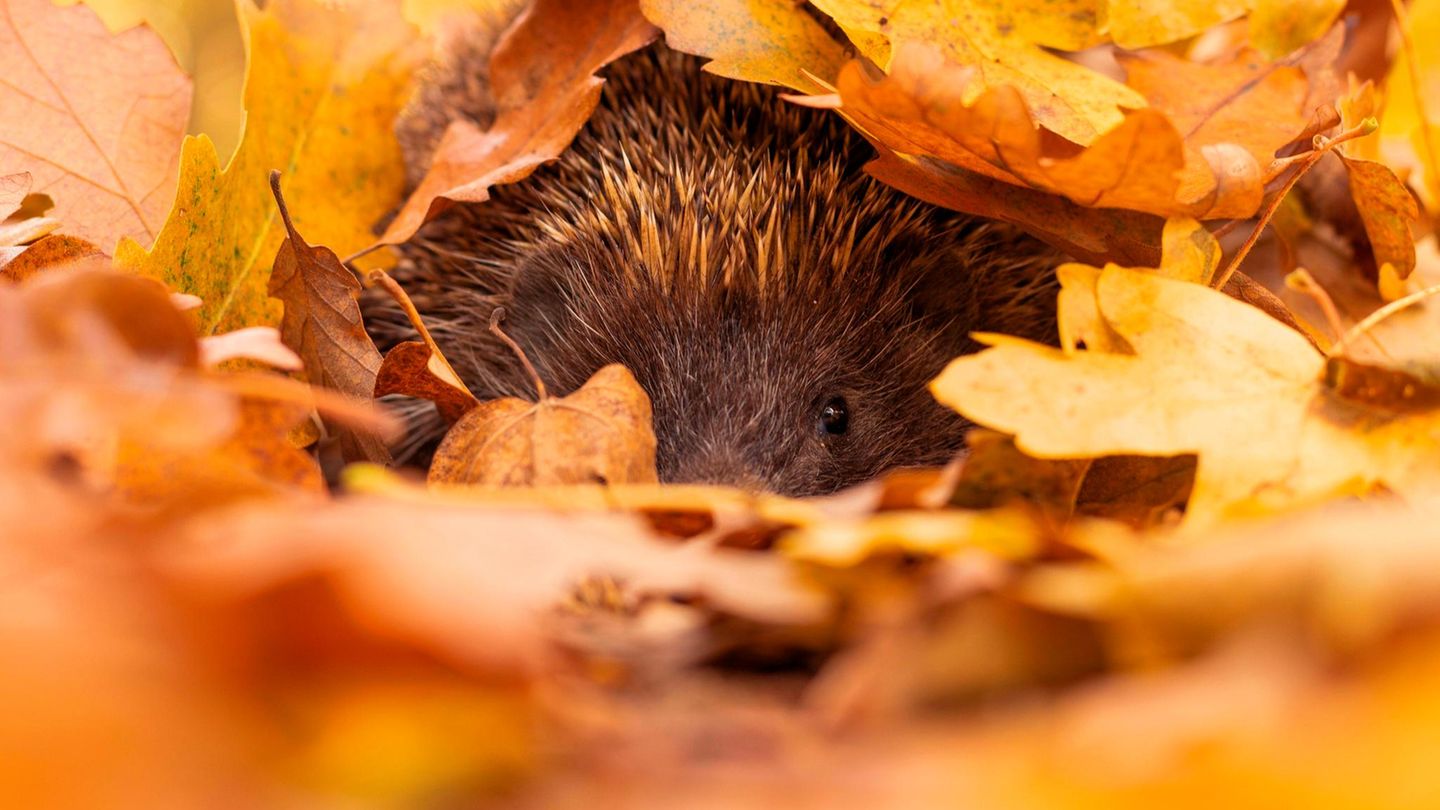 Garten herbstfest machen: So geht's! - [GEO]