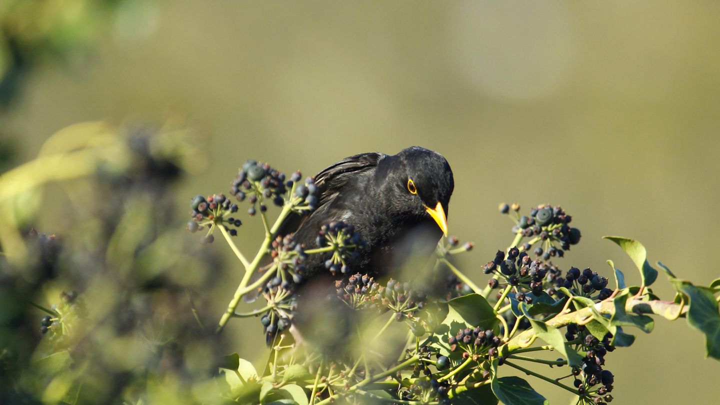 Garten herbstfest machen: So geht's! - [GEO]