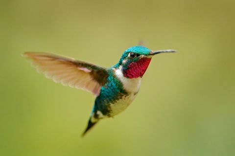 Kolibri: Infos im Tierlexikon - [GEOLINO]
