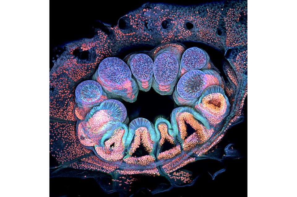 Nikon Small World: Die besten Bilder aus der Welt des Unsichtbaren - [GEO]