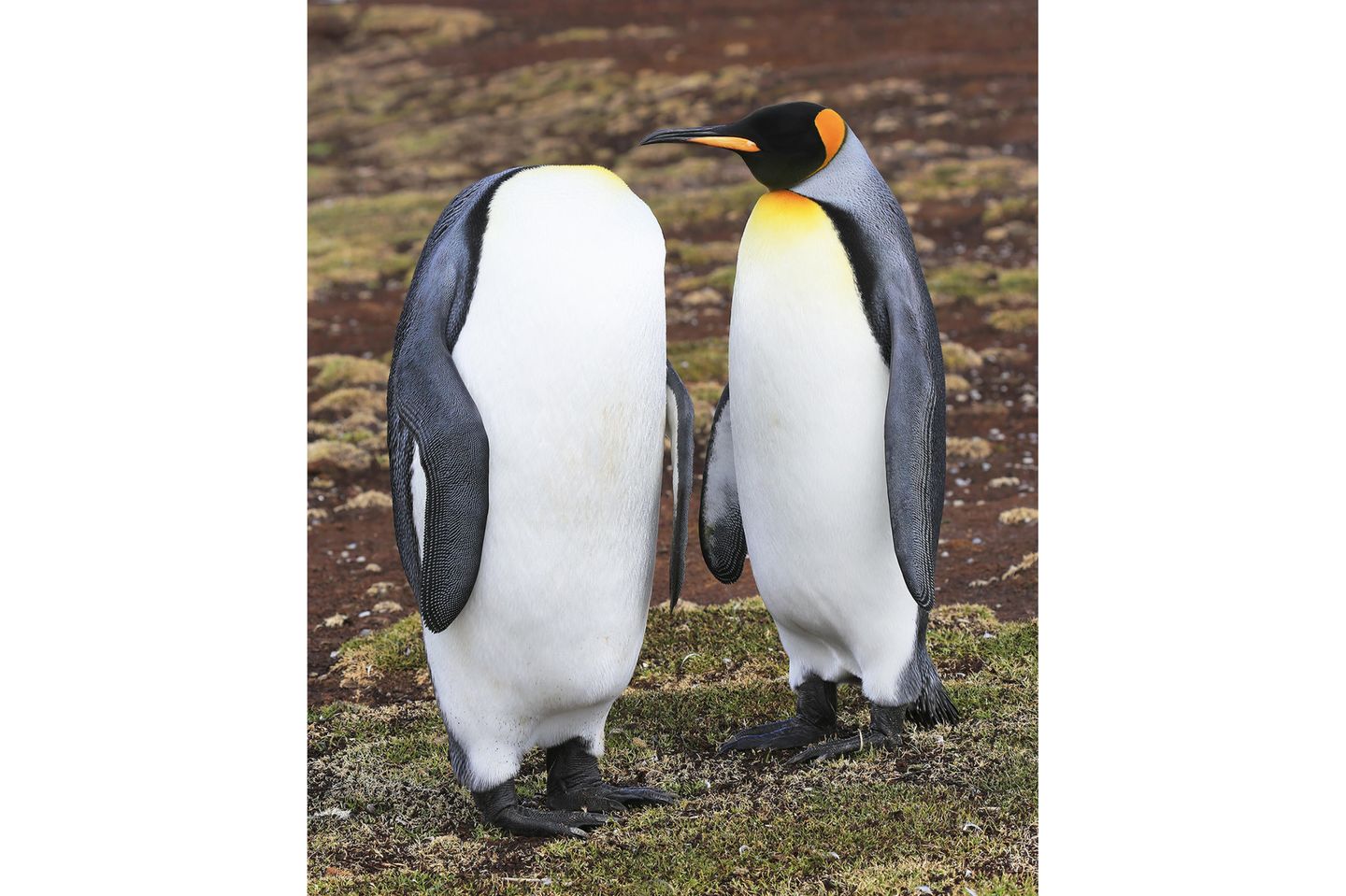 Comedy Wildlife 2022: Die lustigsten Tierfotos des Jahres - [GEO]