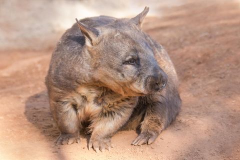 Wombat: Steckbrief im Tierlexikon - [GEOLINO]
