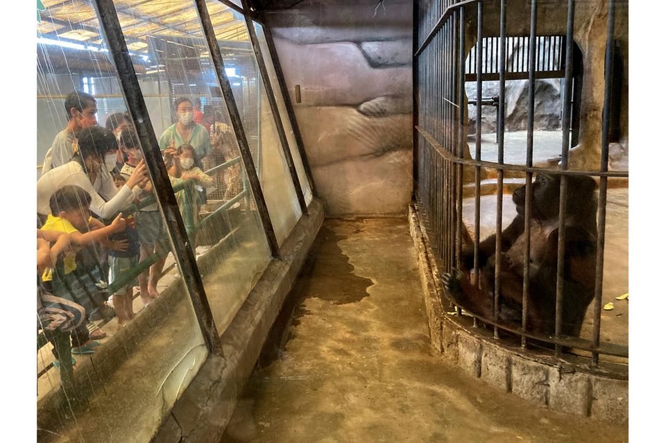 Der Preis der Freiheit: Thailands letzter Gorilla im Horror-Zoo - [GEO]