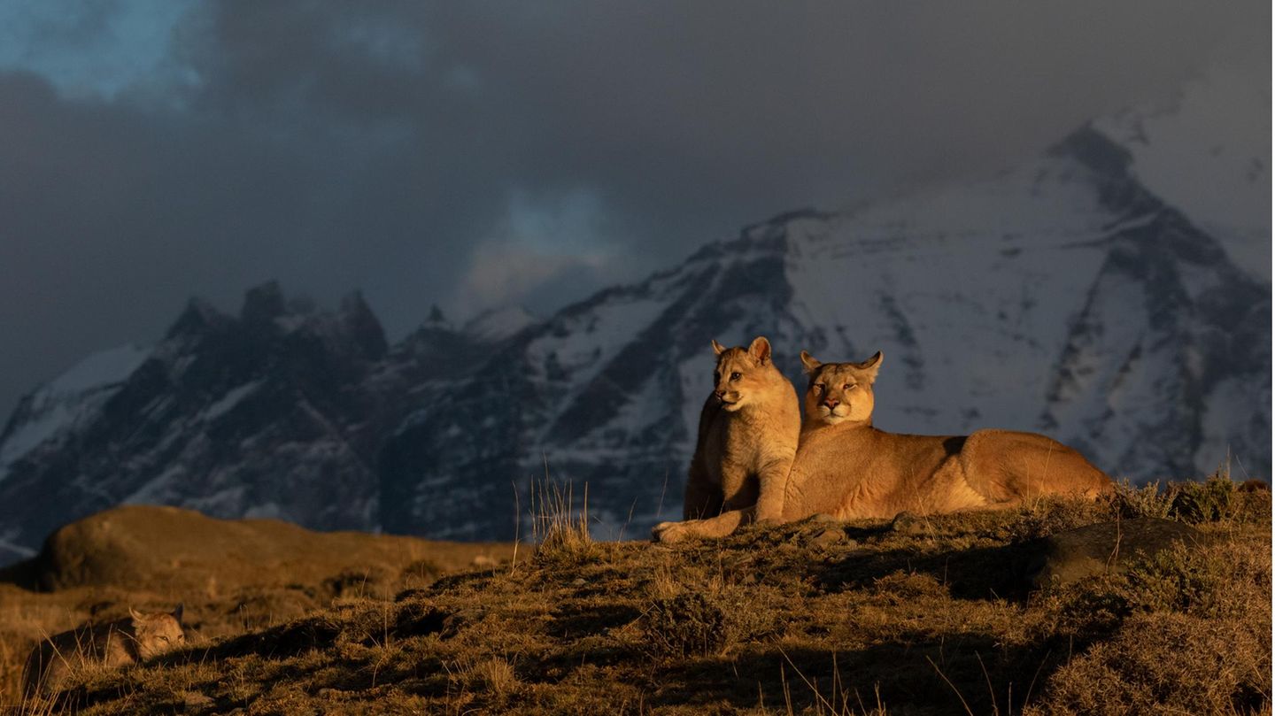 Naturfotografie: Berührende Einblicke in das Leben einer Pumafamilie ...