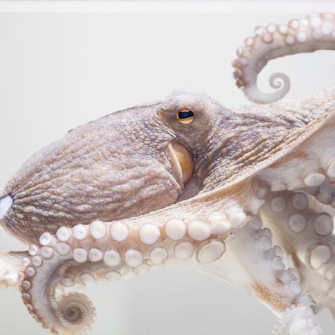 Spektakulärer Auftritt vor der Kamera: Krake mit "sieben Armen" - [GEO]