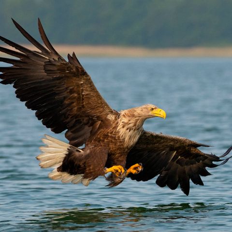 Goldschakal auf Sylt: Wie das Wildtier auf die Insel kam - [GEO]