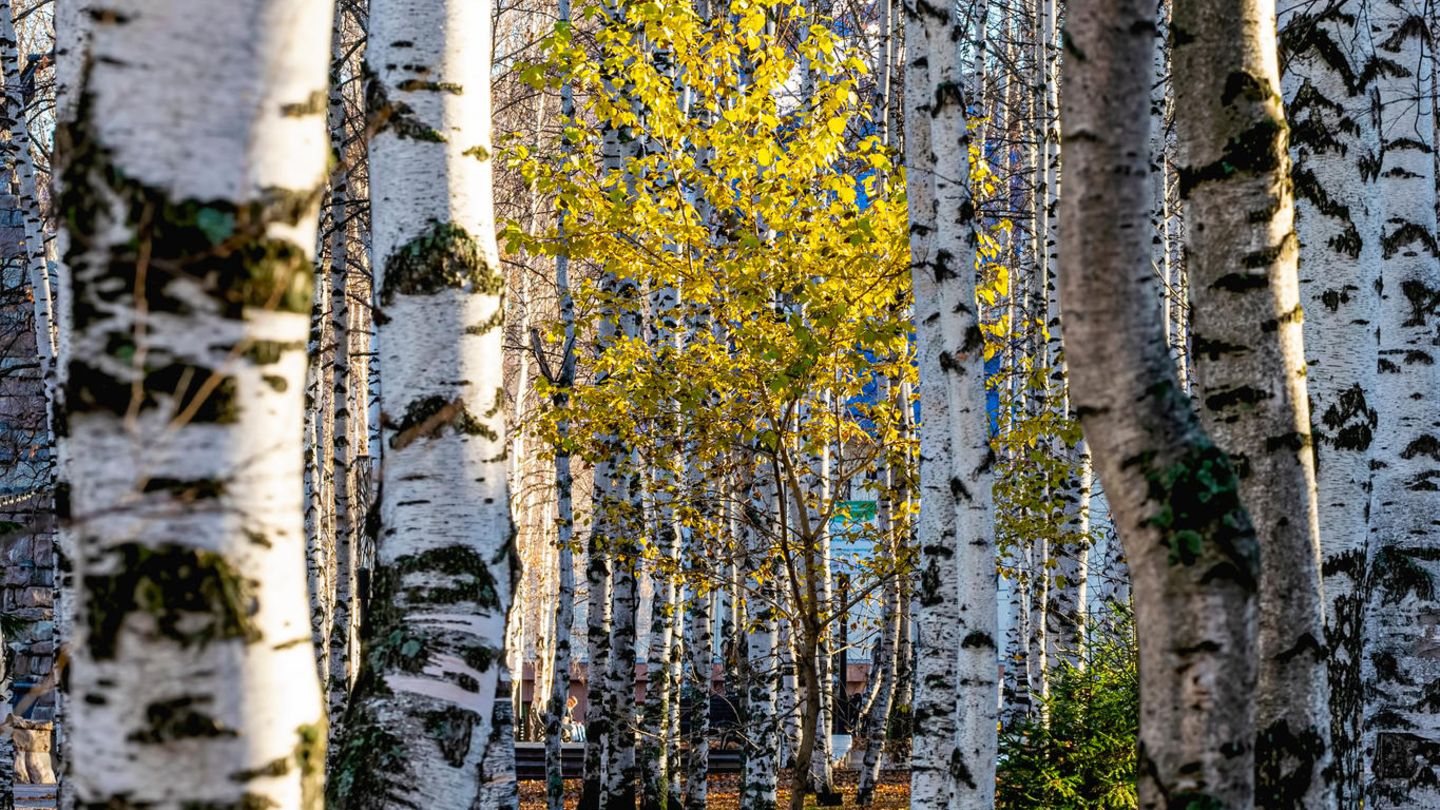 Die Moor-Birke ist Baum des Jahres 2023 - [GEO]