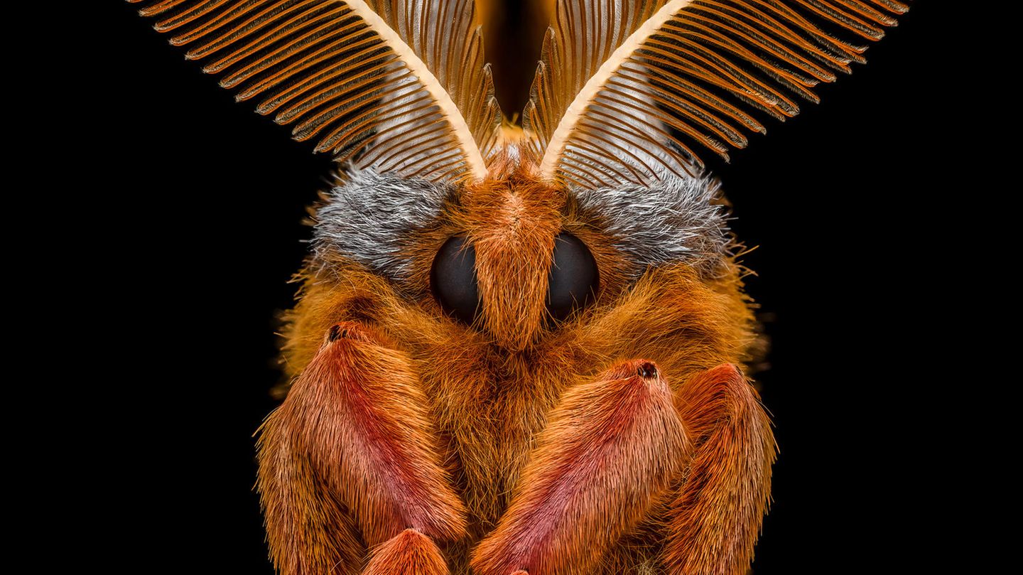 Close-up Photographer of the Year 2022: Die besten Makro-Fotografien ...
