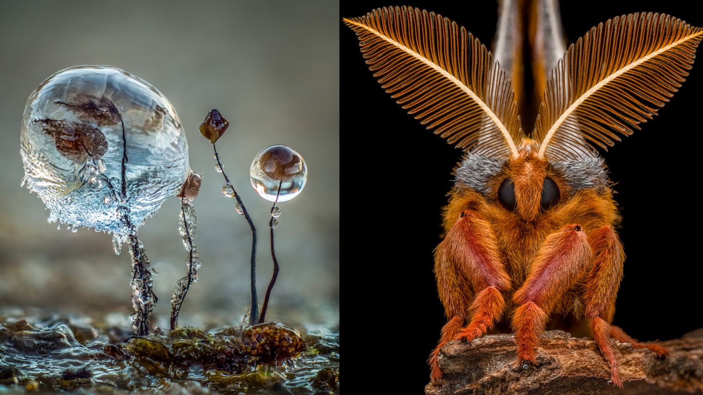 Close-up Photographer of the Year 2022: Die besten Makro-Fotografien ...