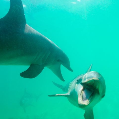 Worum es bei der Delfin-Jagd in Japan wirklich geht - [GEO]