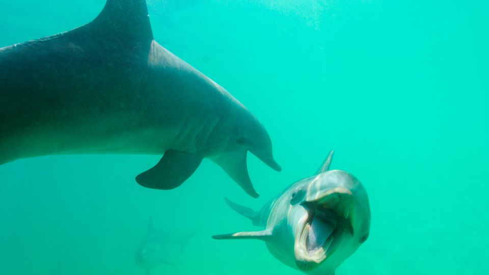 Wie Delfine unter extremer Lärmbelästigung zusammenarbeiten - [GEO]