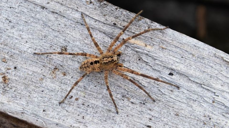 Heimische Spinnen: Nützliche Jäger in Deutschland - [GEO]