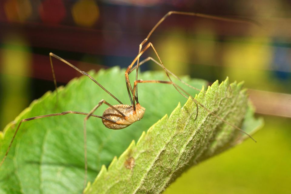 Heimische Spinnen: Nützliche Jäger in Deutschland - [GEO]