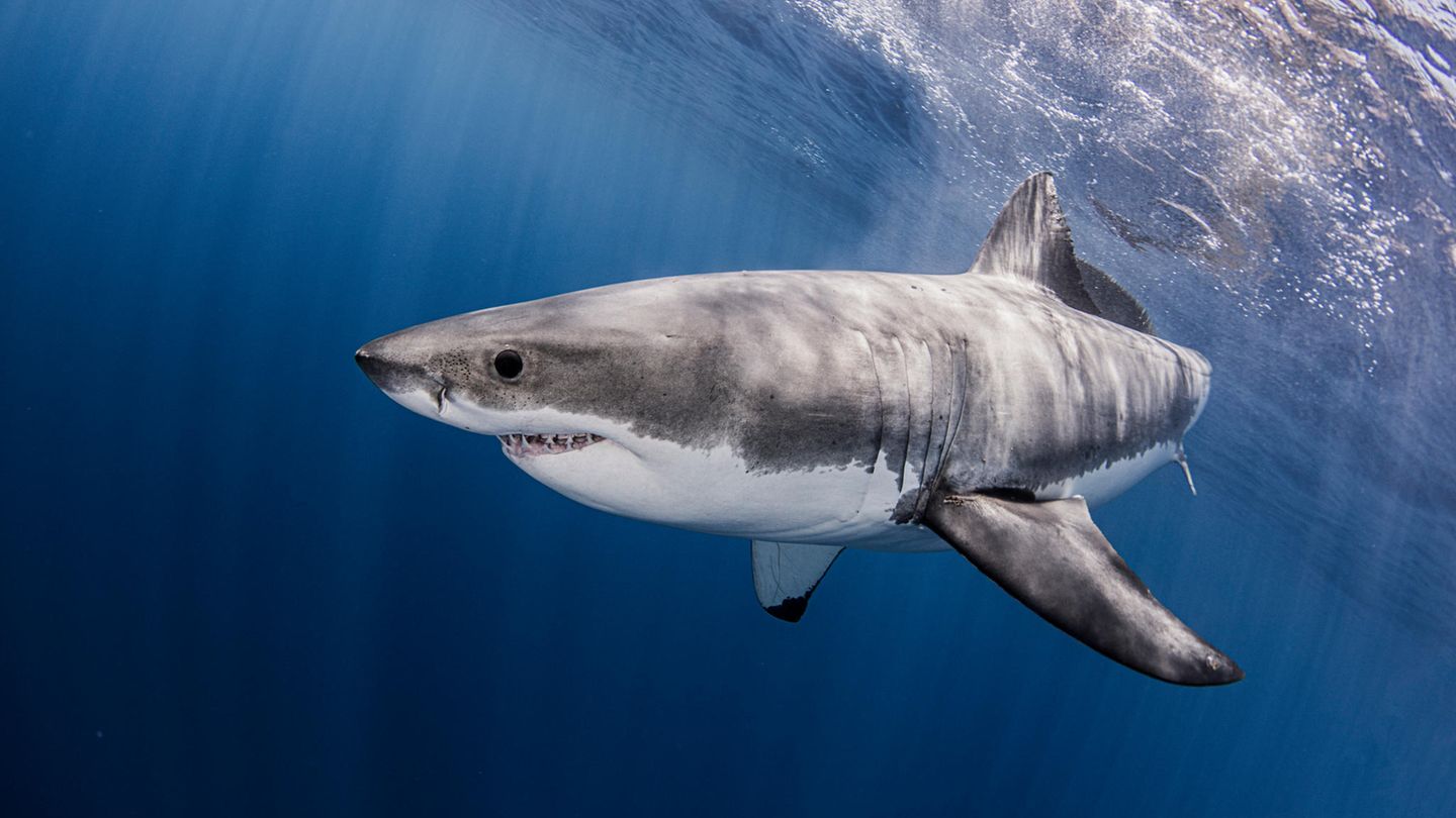 Sag mal, du als Biologin: Folge 21: Haie - [GEO]