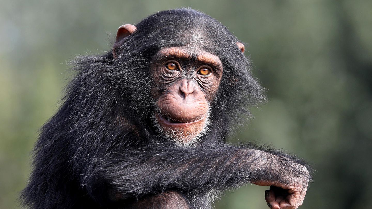 Junge Schimpansen risikofreudig wie Teenager - [GEO]