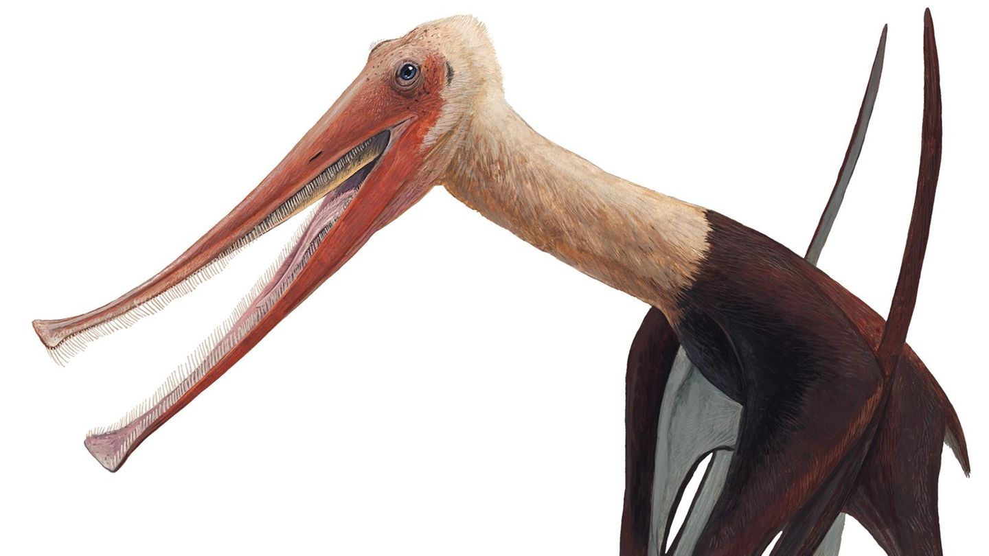 Neuer Flugsaurier mit fast 500 Zähnen entdeckt - [GEO]