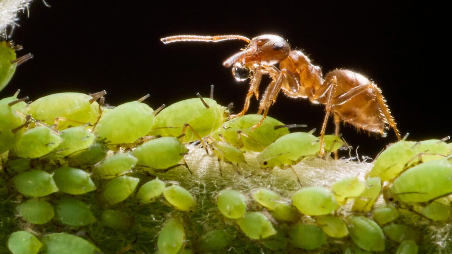 Artensterben der Schmarotzer: Rettet die Parasiten! - [GEO]