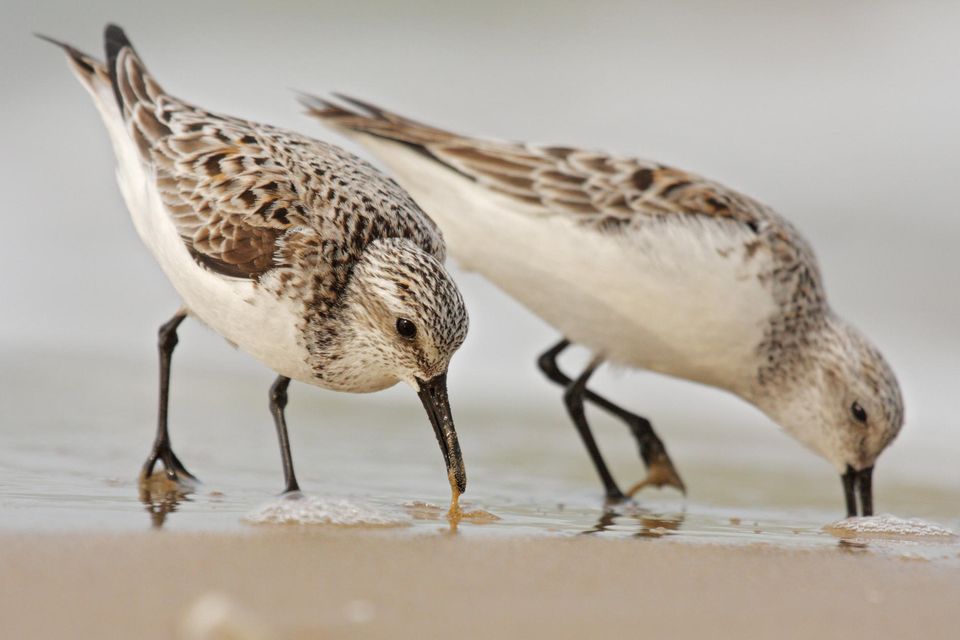 Die Vielfalt der Schnäbel - [GEO]