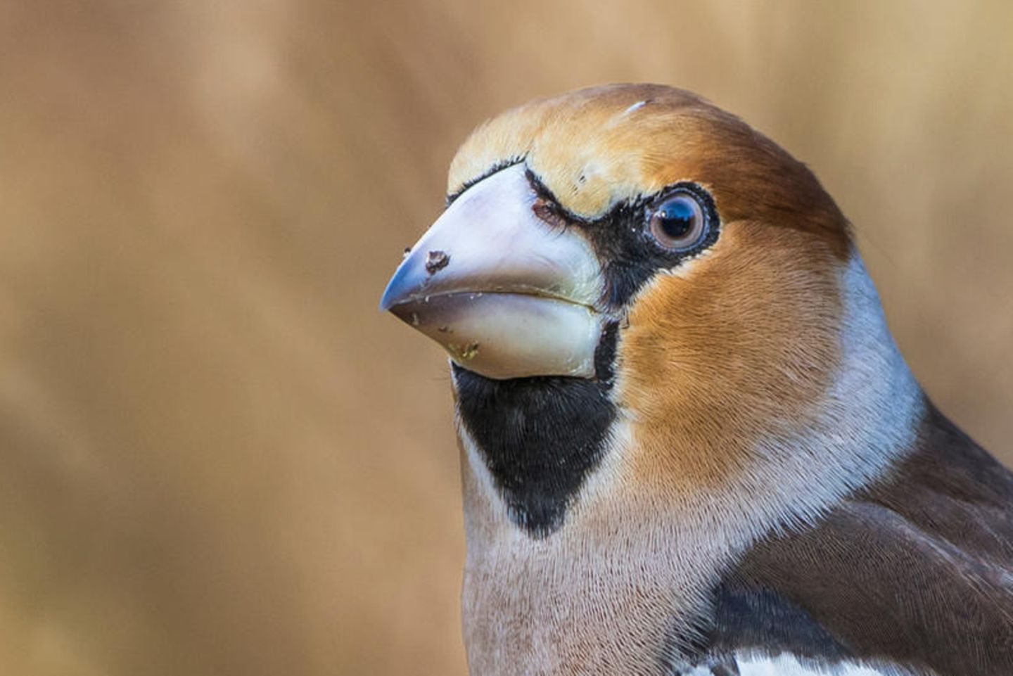 Die Vielfalt der Schnäbel - [GEO]