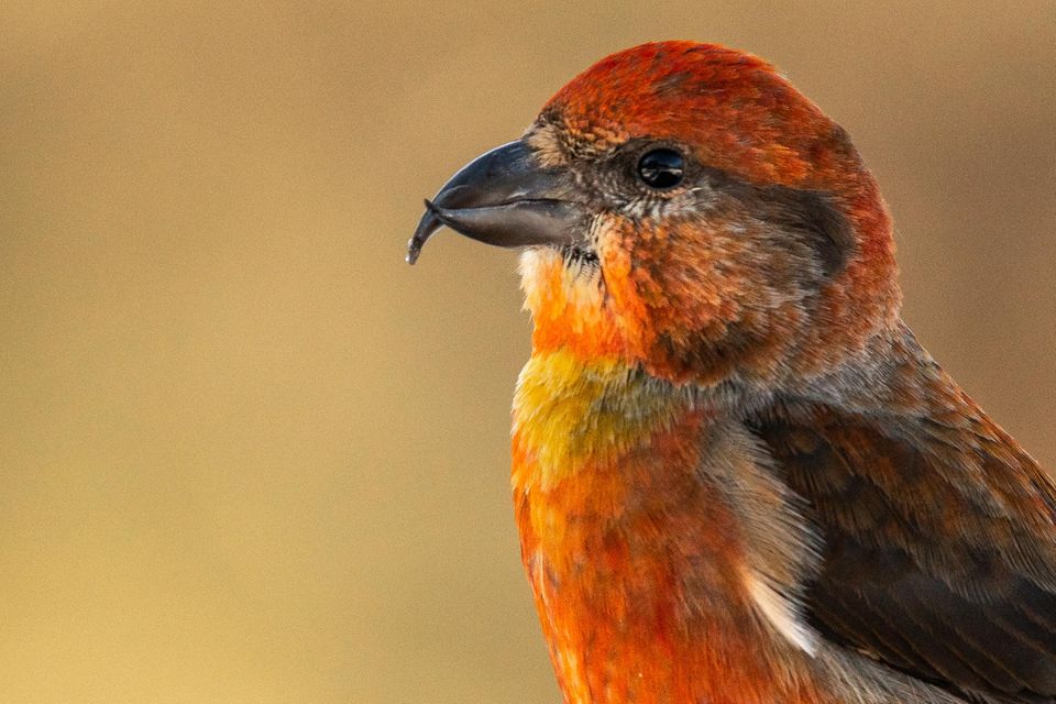 Die Vielfalt der Schnäbel - [GEO]