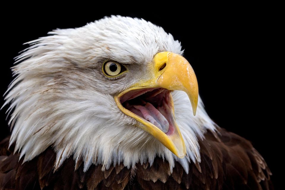 Die Vielfalt der Schnäbel - [GEO]