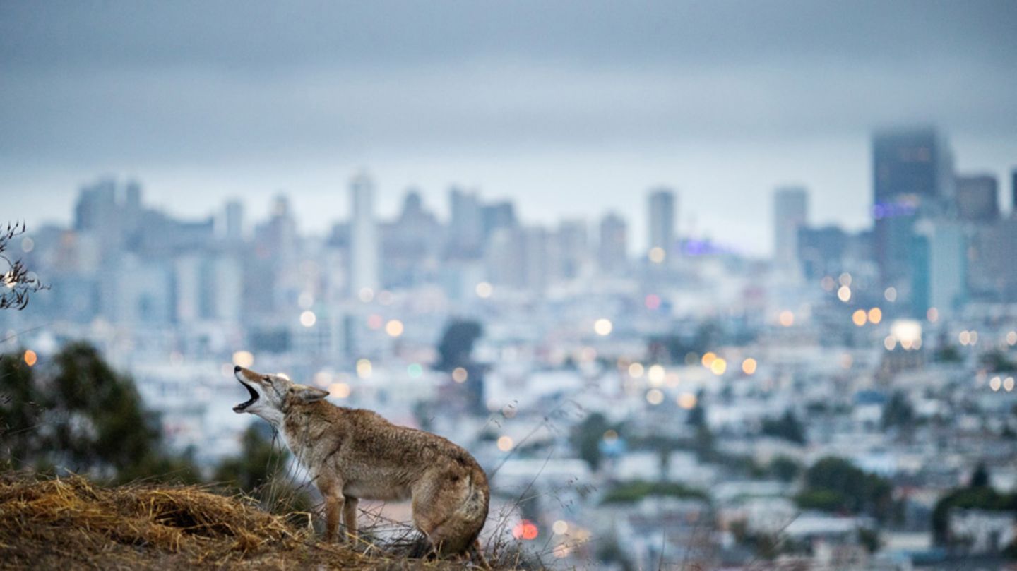 Sony World Photography Awards 2023: die Sieger - [GEO]